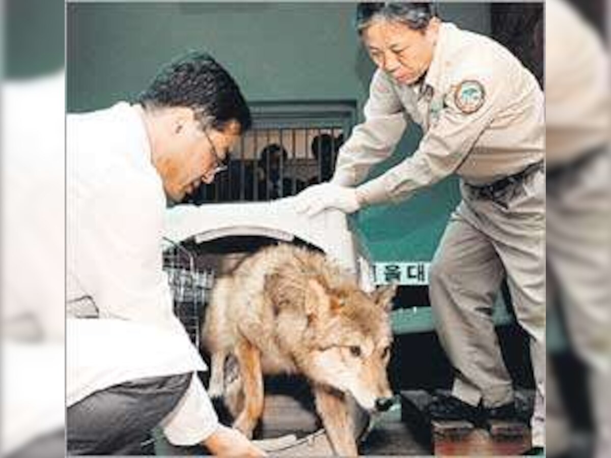 World’s first cloned wolves created