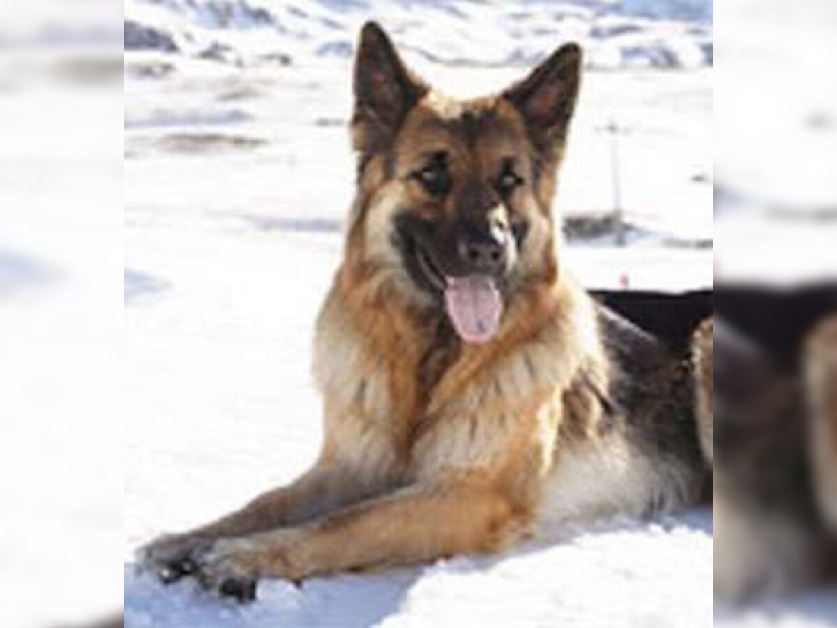 Gunther named the world’s wealthiest pet with £224M!