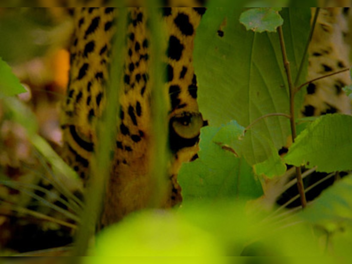 Review: 'The Forest'