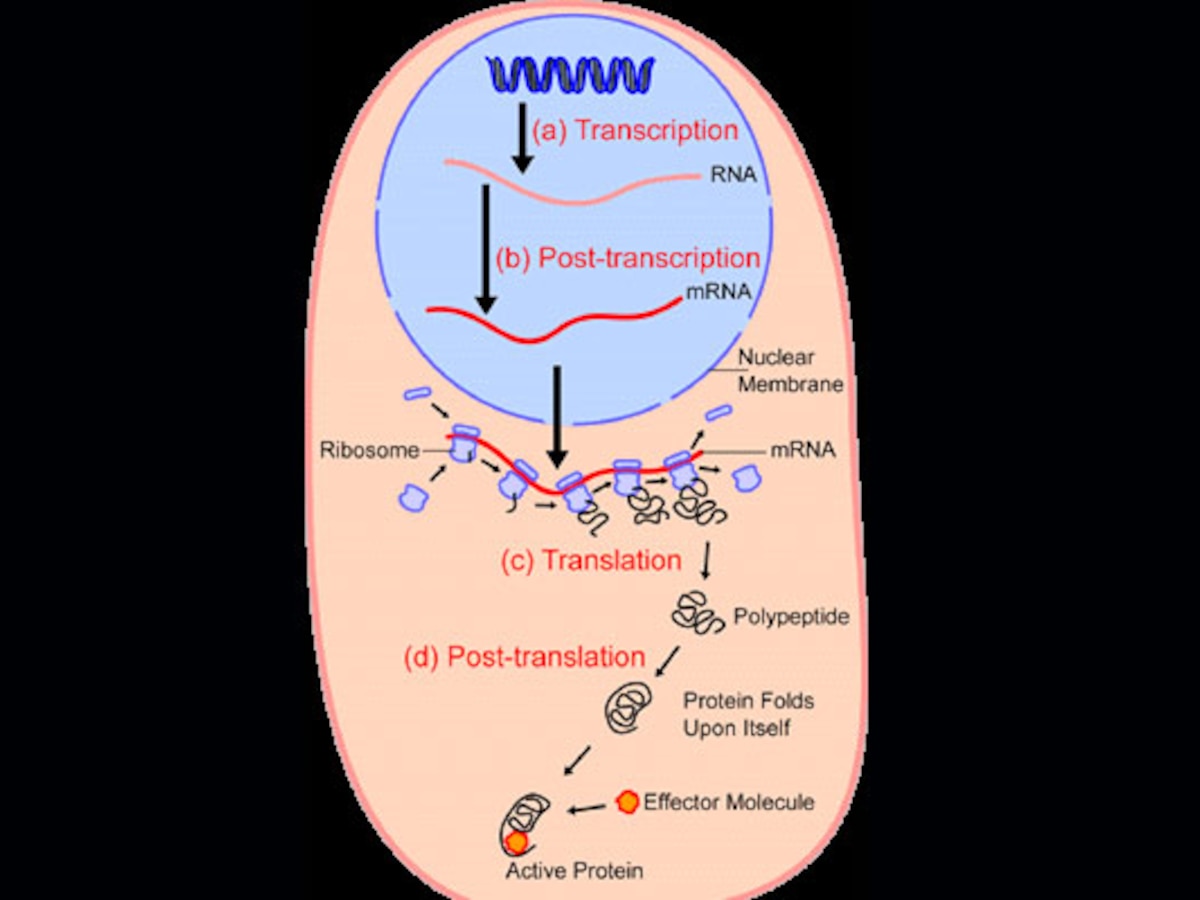 Biggest family tree of human cells created