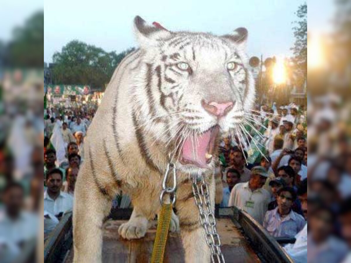 Is Nawaz Sharif's election mascot tiger dead or alive?