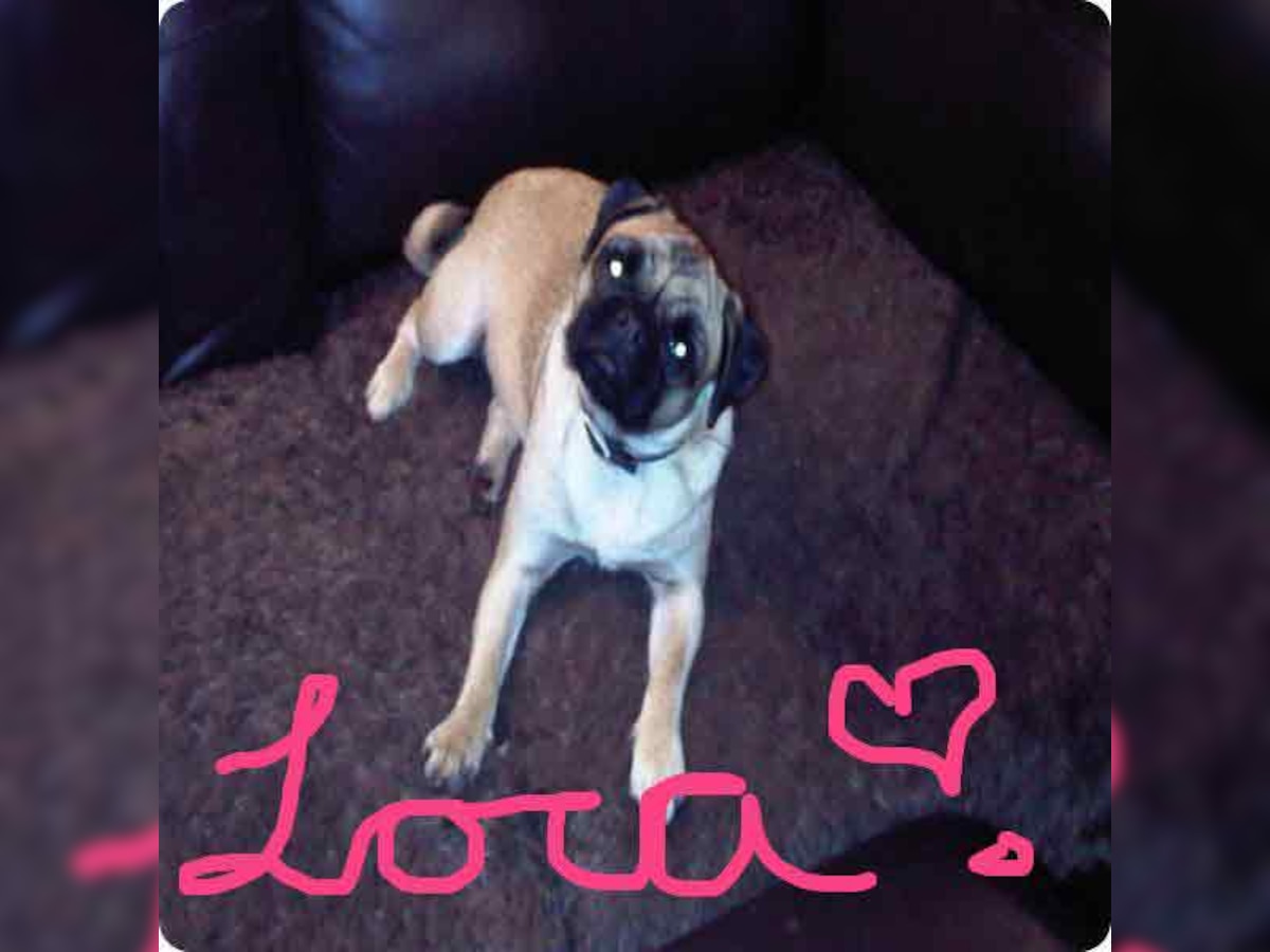 Meet Loca-The pug: Internet's new video sensation