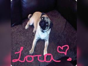 Meet Loca-The pug: Internet's new video sensation