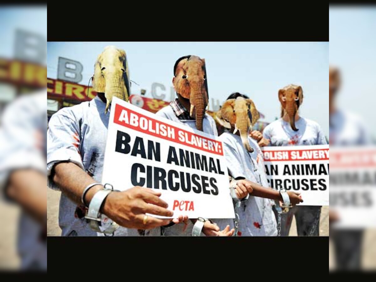 Ban animal entertainment in circus, demands PETA