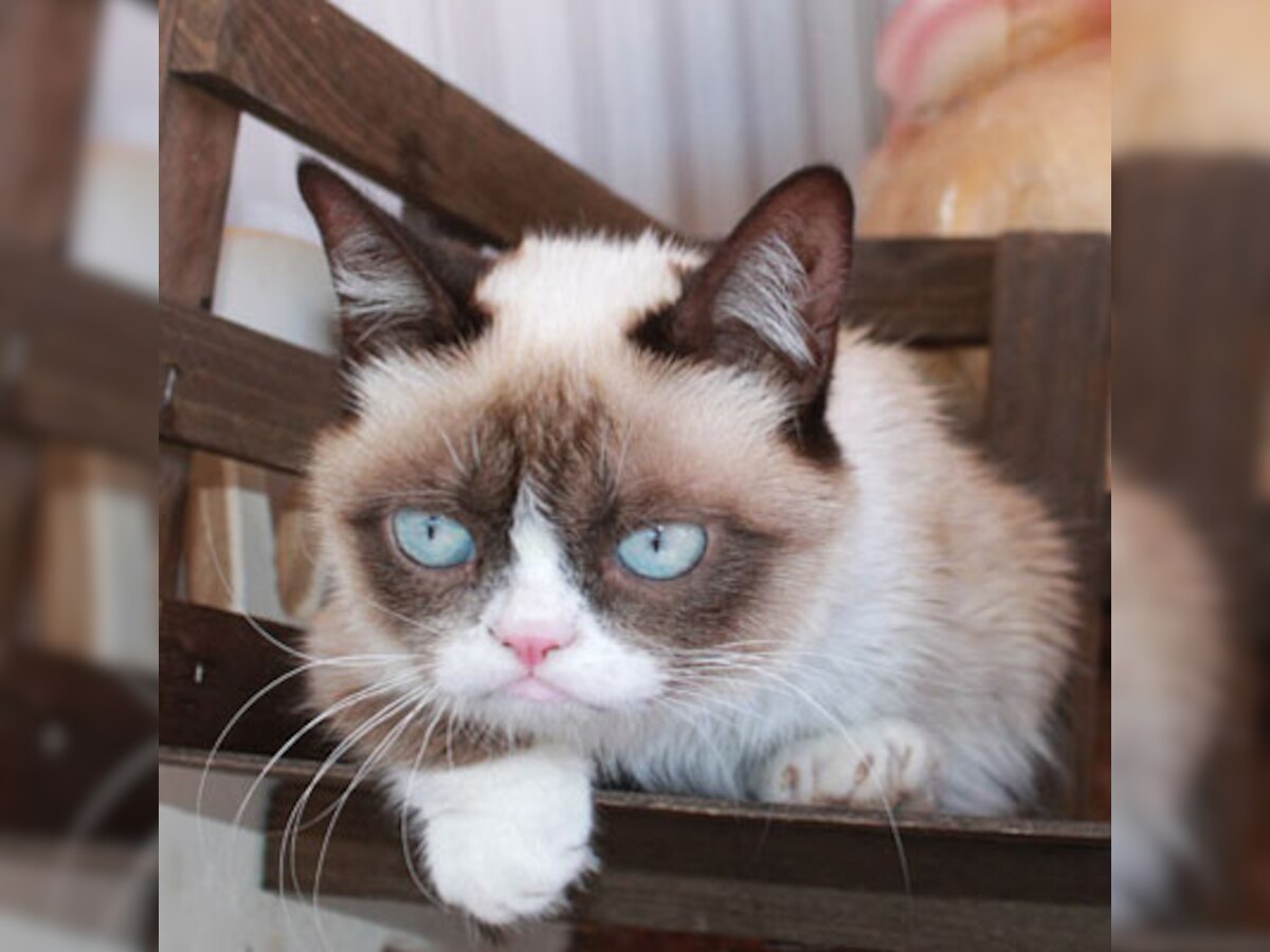 Grumpy Cat gets a Hollywood break!