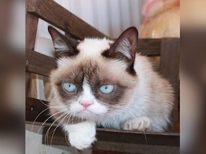 Grumpy Cat gets a Hollywood break!