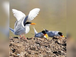 Humans may develop beaks in future, says scientist