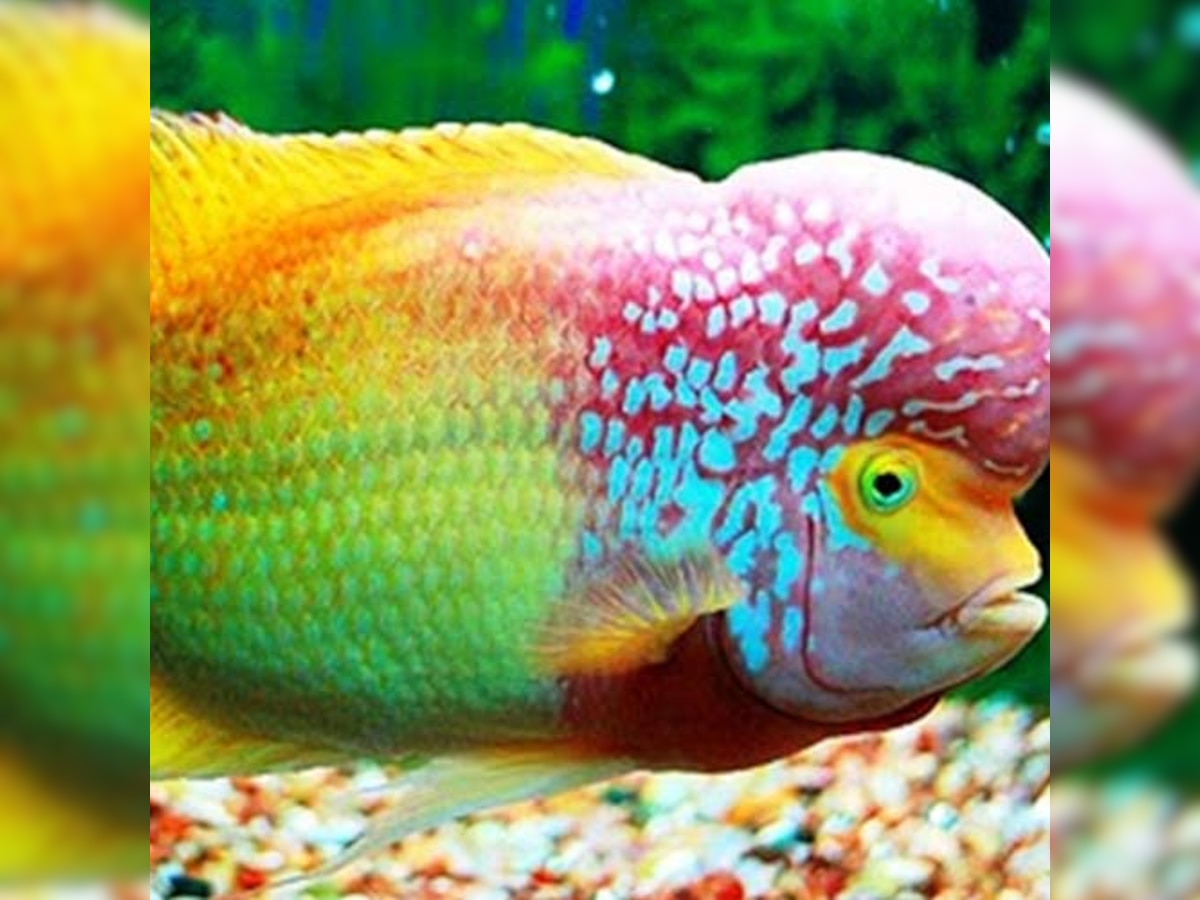 There's something fishy going on in Powai lake: Foreign fish making a ...