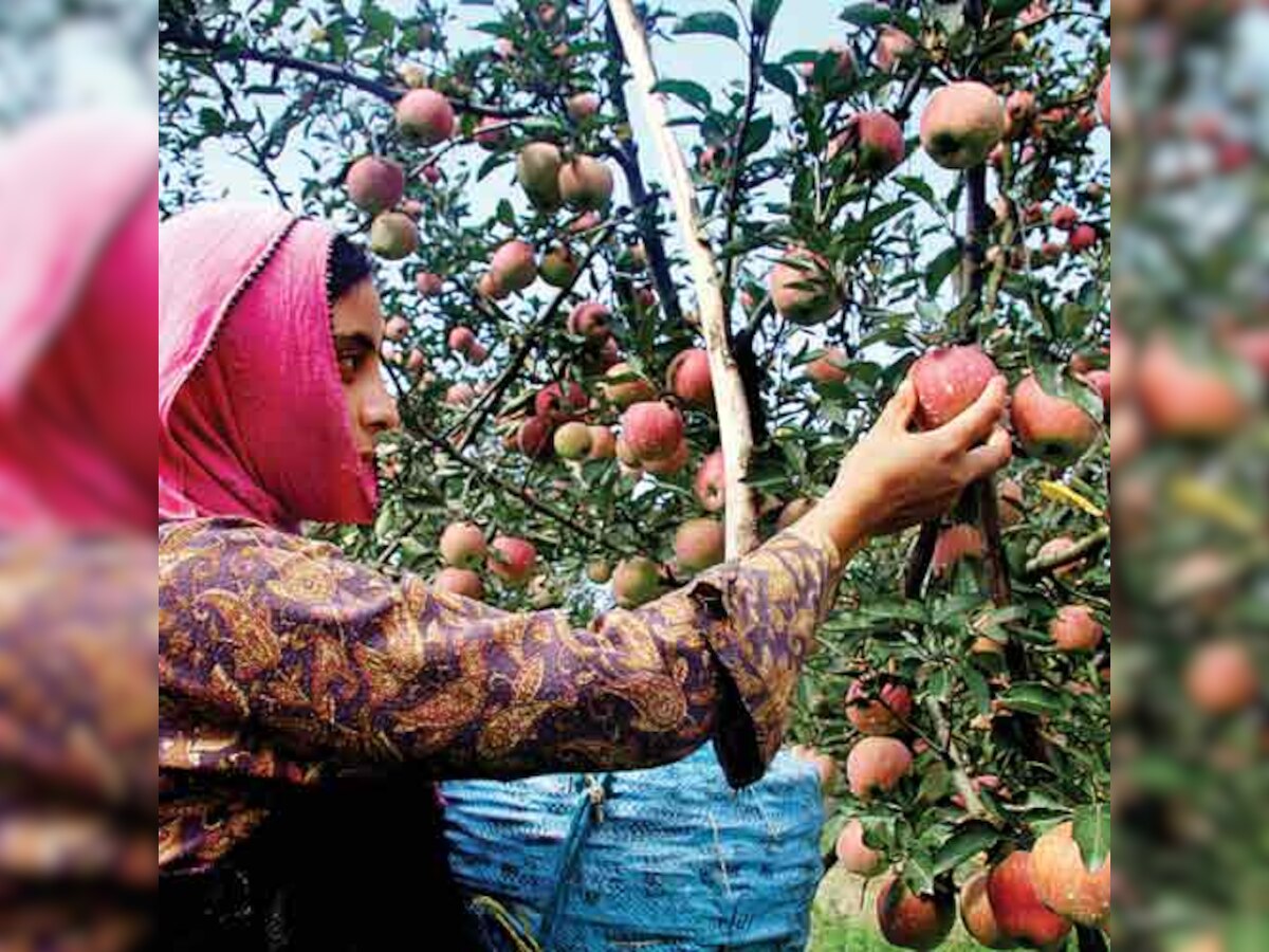dna special: Famed Kashmiri apple turns sour for its growers and traders