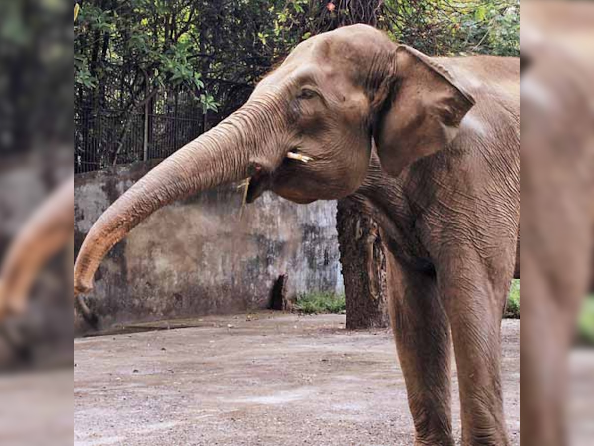 dna exclusive: 54-year-old elephant, Laxmi, and 55-year-old zoo keeper ...