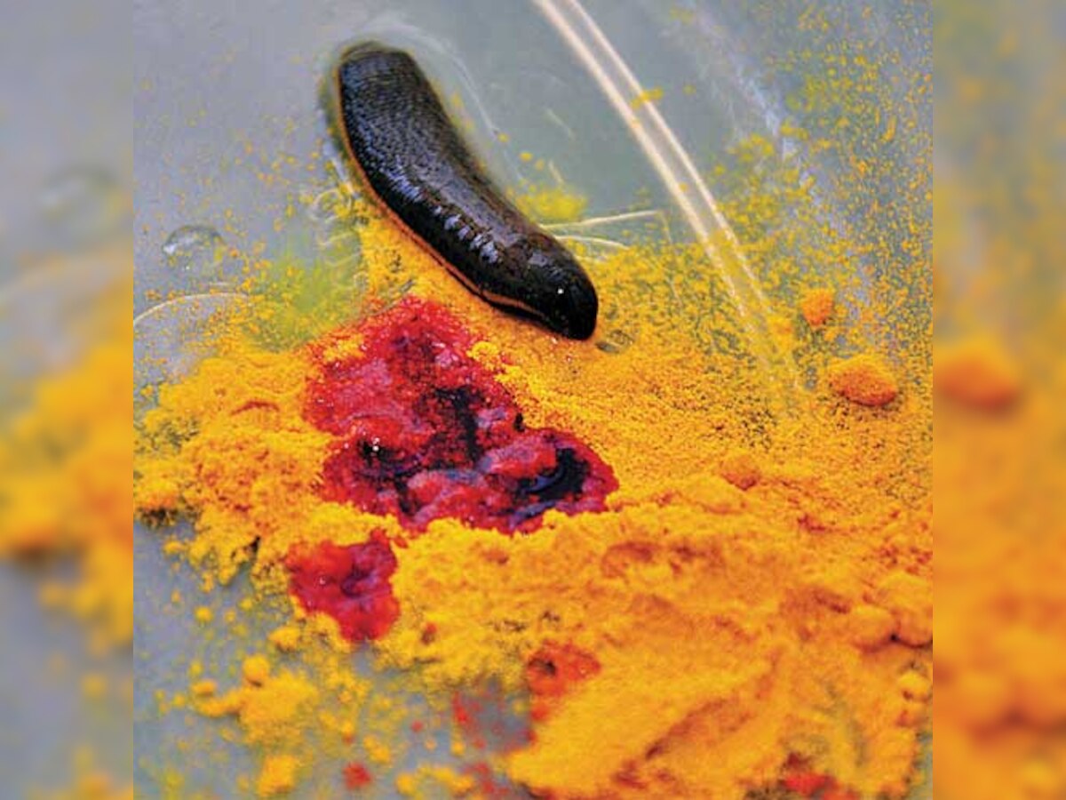 Seminar to prove leeches can be used to treat diseases