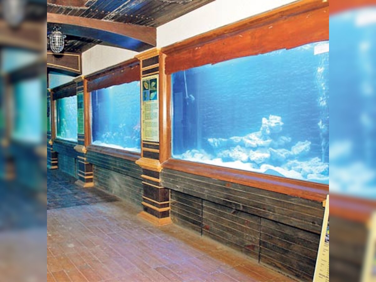 12 sharks brought for Surat aquarium die within an hour