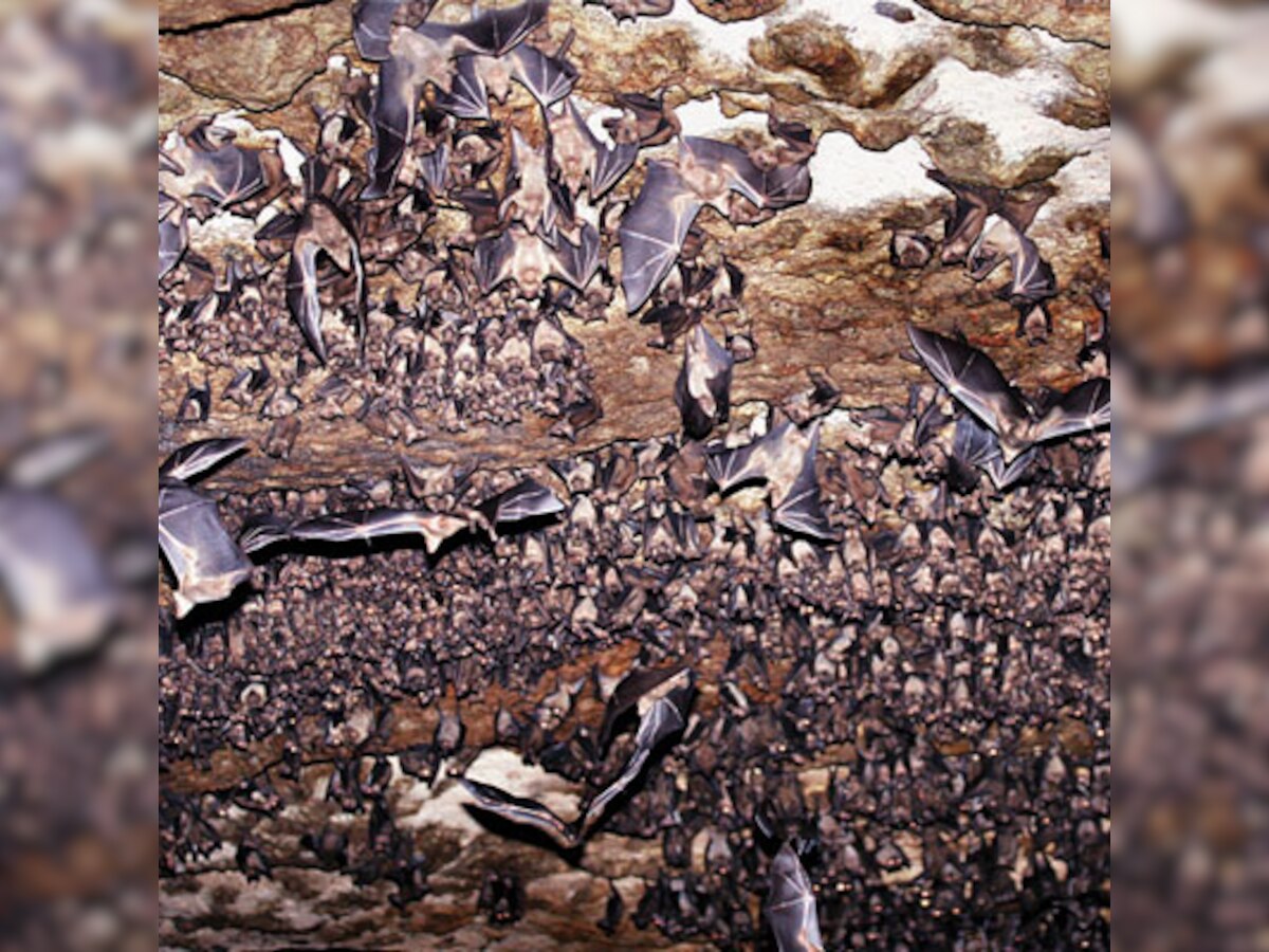 Bat entangled in kite string for 3 days rescued