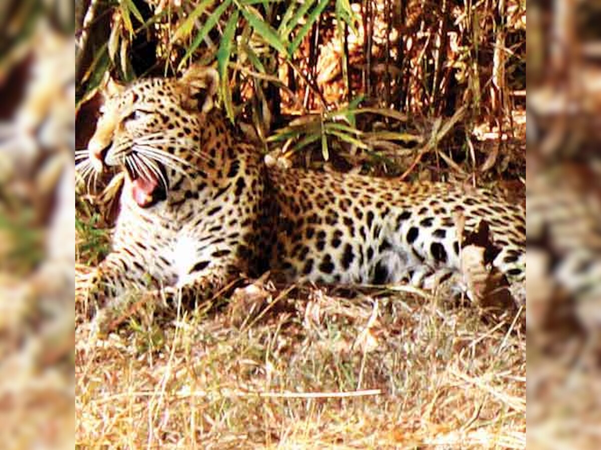 Stray leopard inside ICRISAT campus trapped after 5 months