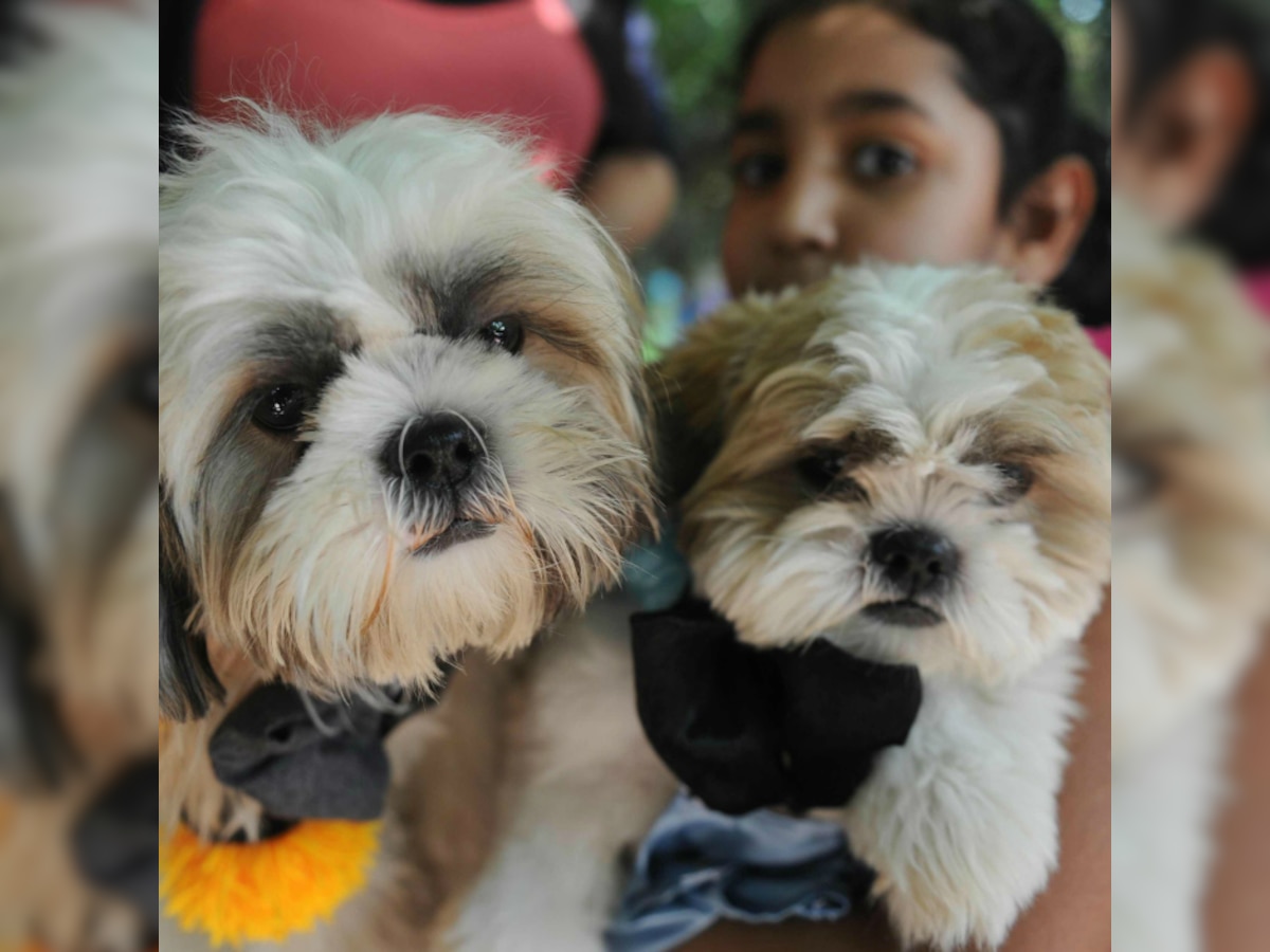 5000 dogs culled in China in an anti rabies campaign