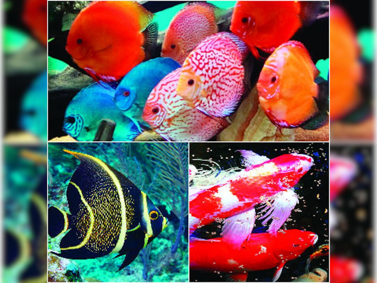 Rare fish come to Mumbai on a five-day trip