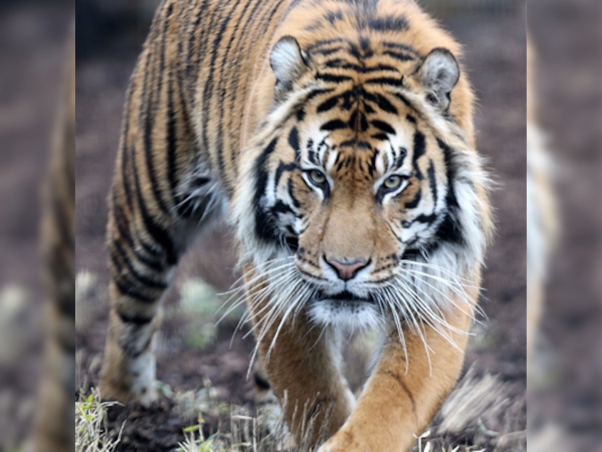 NTCA approves tiger reserve in Chhattisgarh