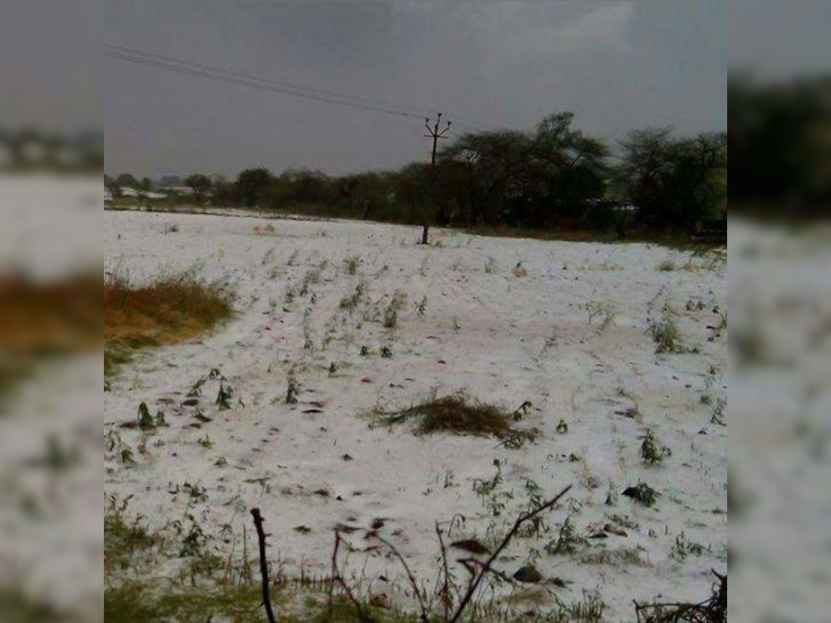 Short-duration crop varieties can help fight agriculture stress: experts