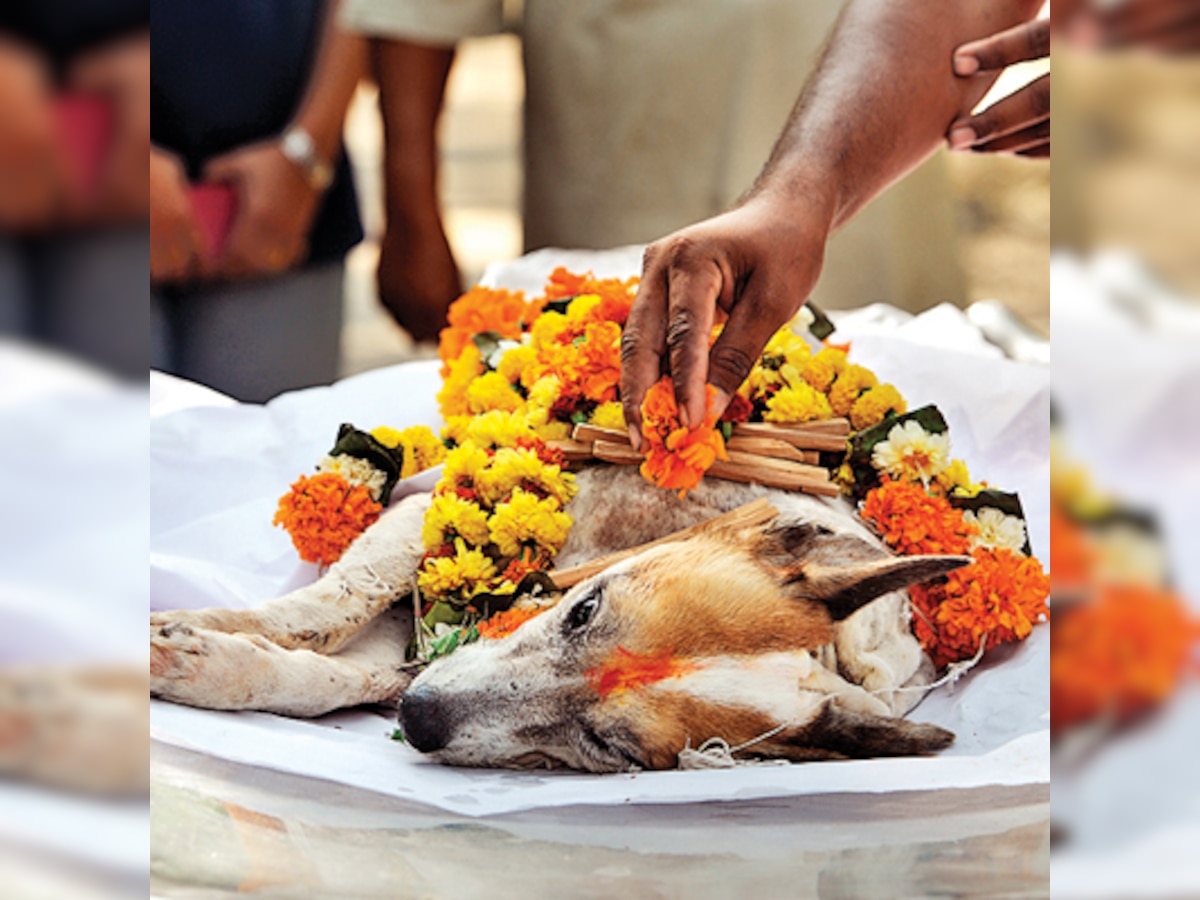 Sheru, stray dog who survived 3 bullets in 26/11, dies