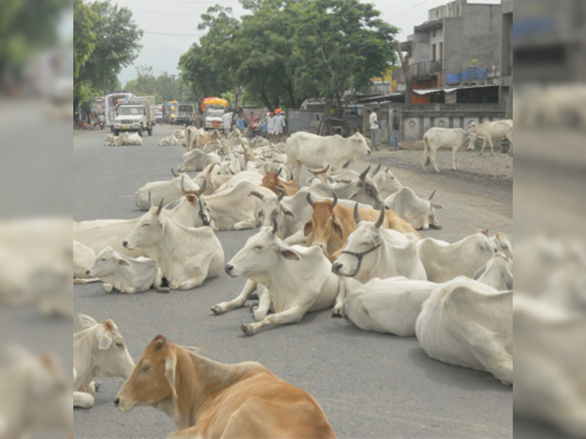 Locals block Jammu-Srinagar highway over cow slaughter; 2 held