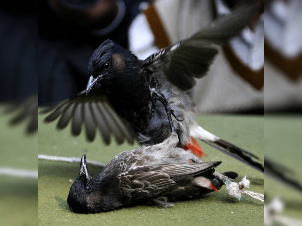 Assam Chief Minister Tarun Gogoi urged to stop illegal buffalo, bulbul ...