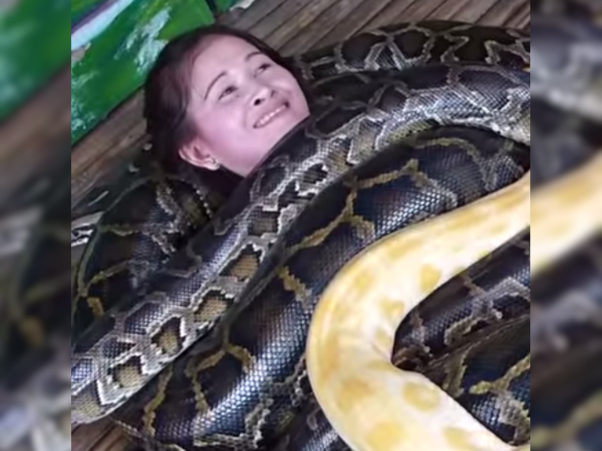 Care for a 'python massage' during next visit to zoo?
