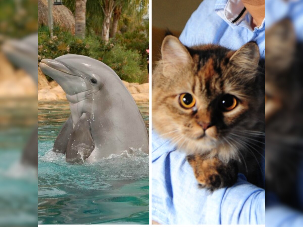 Dolphins, cats are not similar despite sharing same genes: New Study