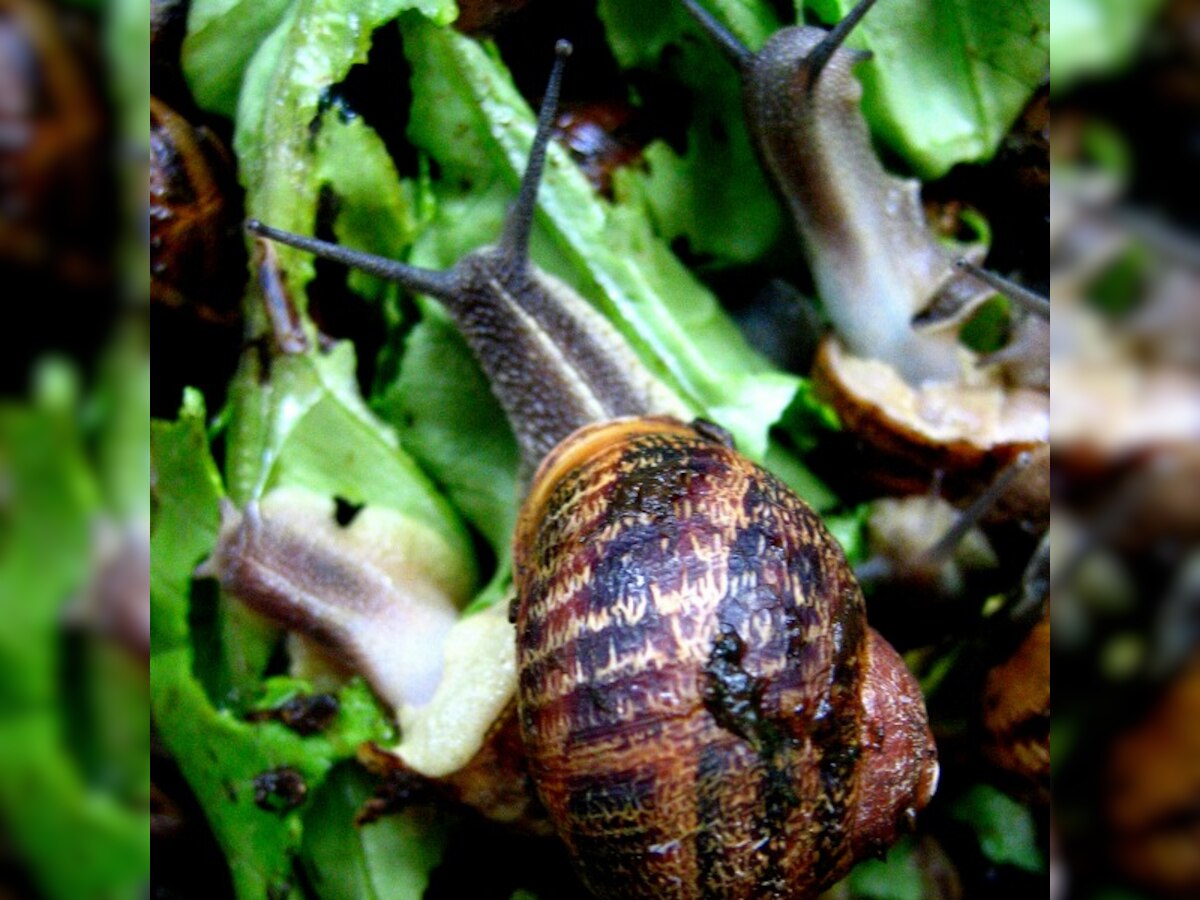 Slimy snail facials latest beauty regimen for perfect skin across Thailand