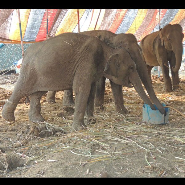 34 animals seized from circus of torture in Nanded