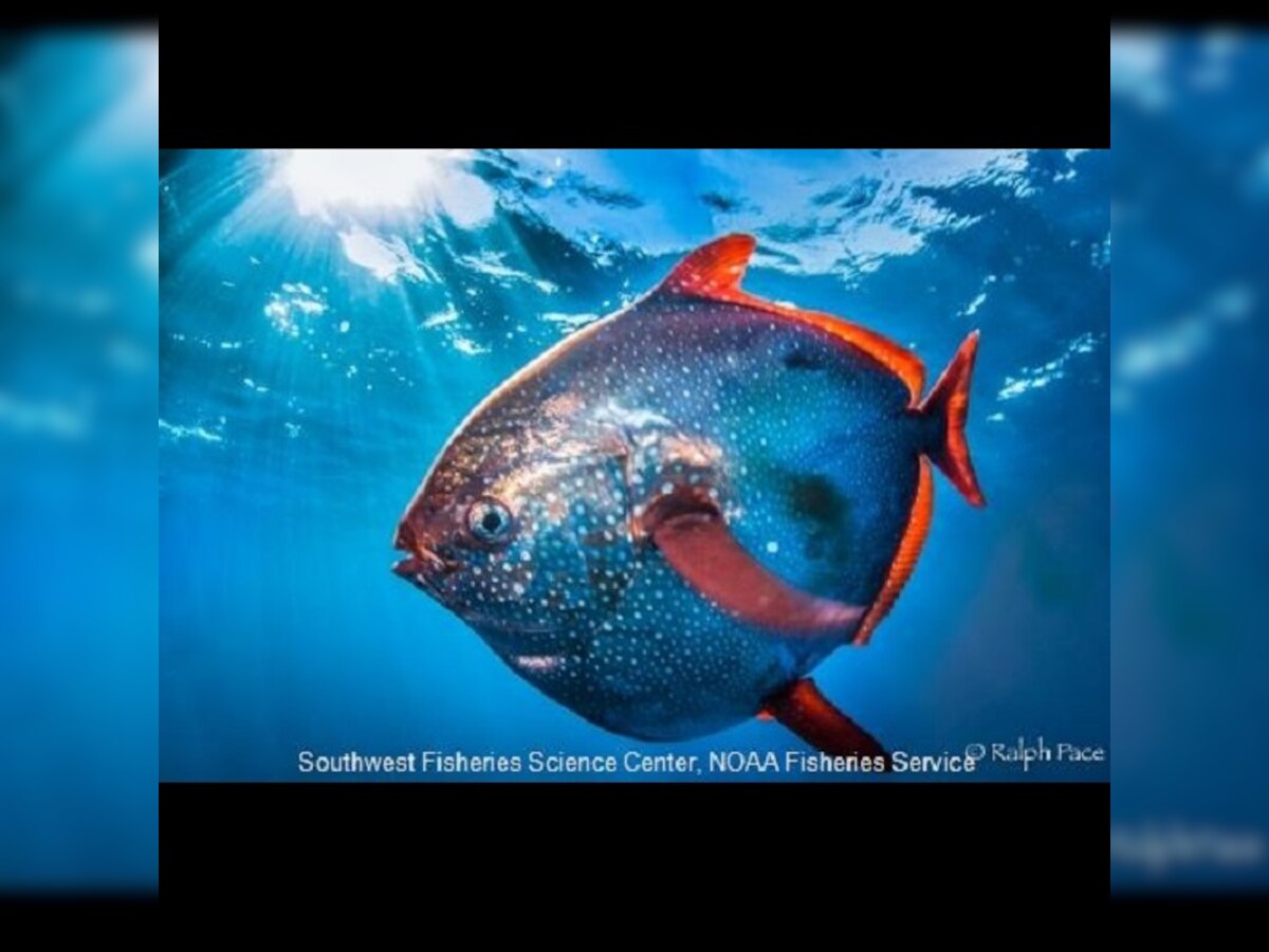 Meet Opah, world's very first 'warm-blooded' fish