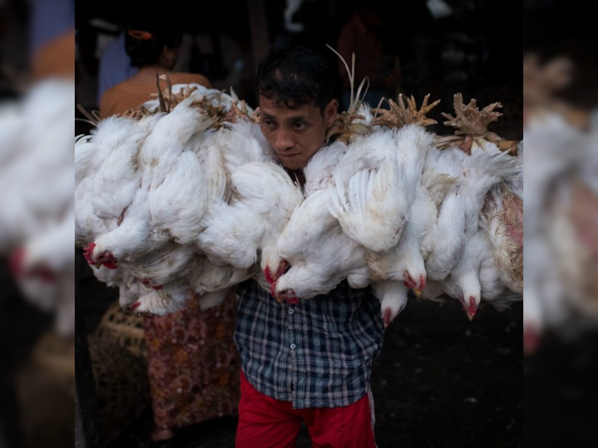 India loses poultry case against US at WTO