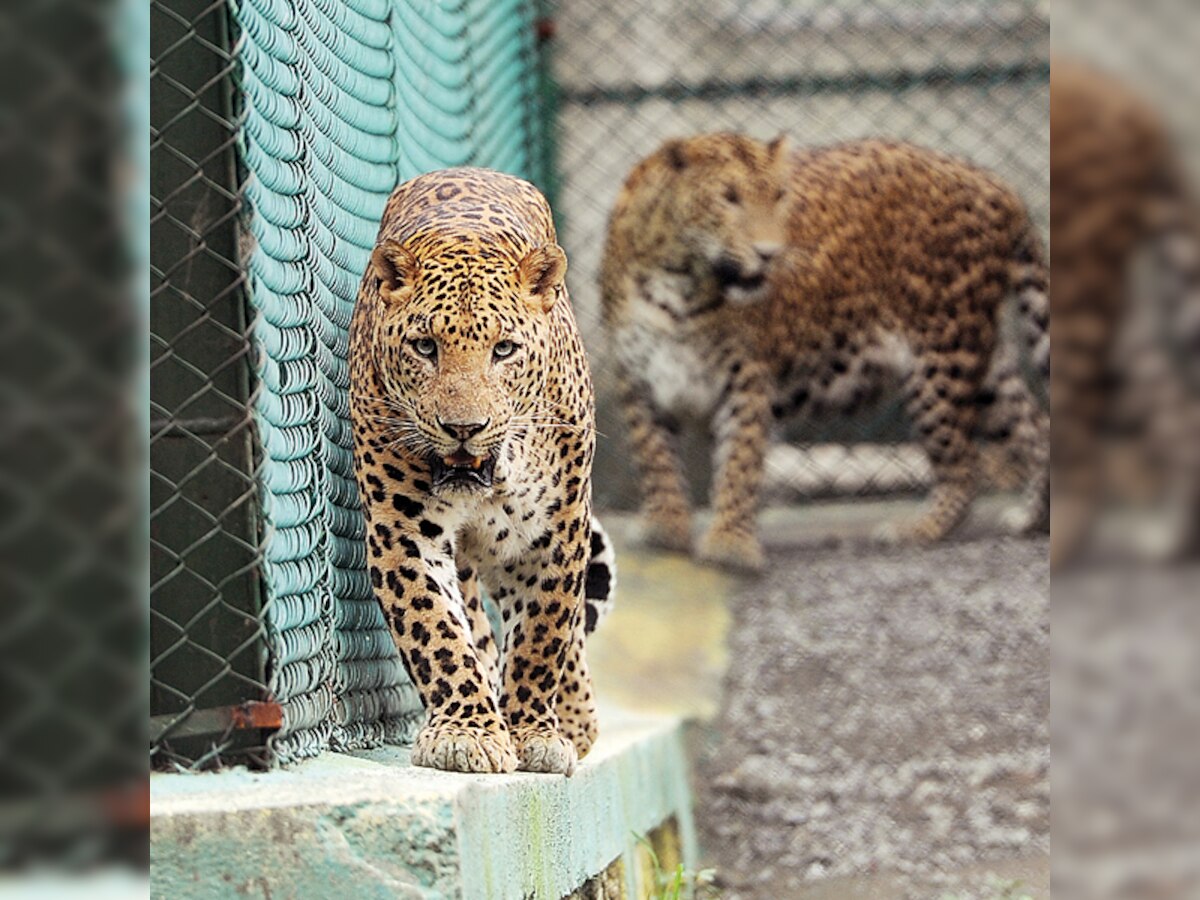 SGNP gets a 'high' in leopard population