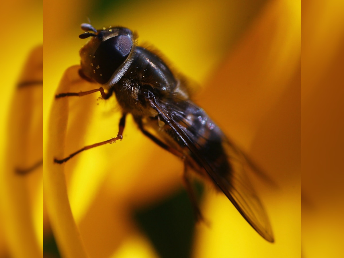 Scientists take inspiration from 'insect legs' to perk up aircraft designs