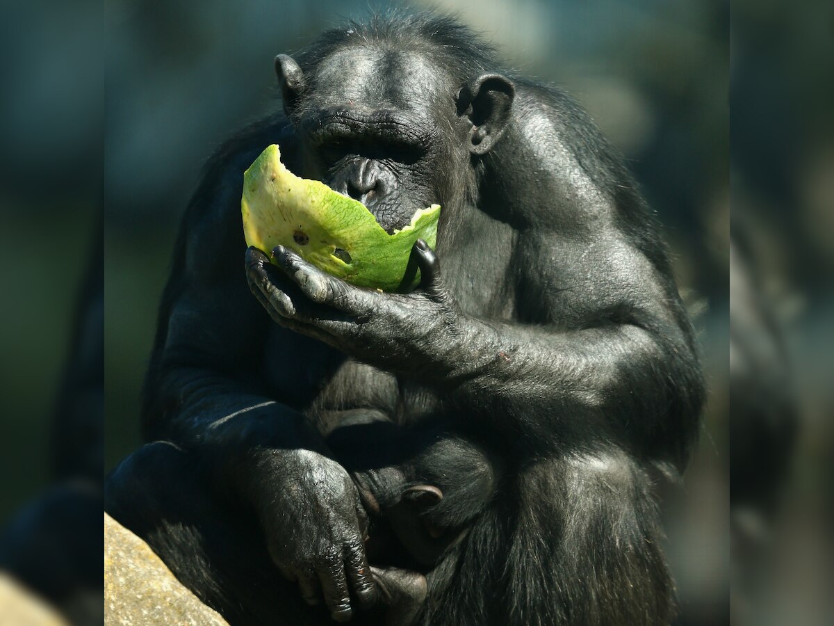 Human hand more primitive than chimp's, says Study