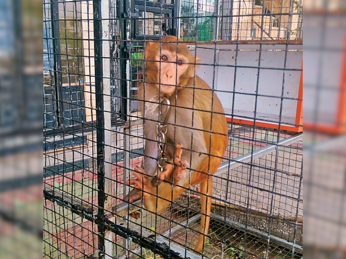 Thief in Vasai turns out to be a monkey