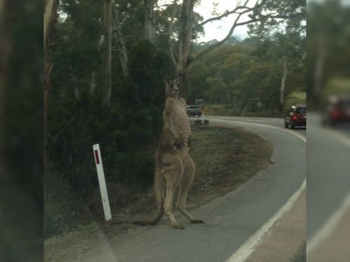 'Hitch-hiker' Kangaroo on Australian highway baffles drivers