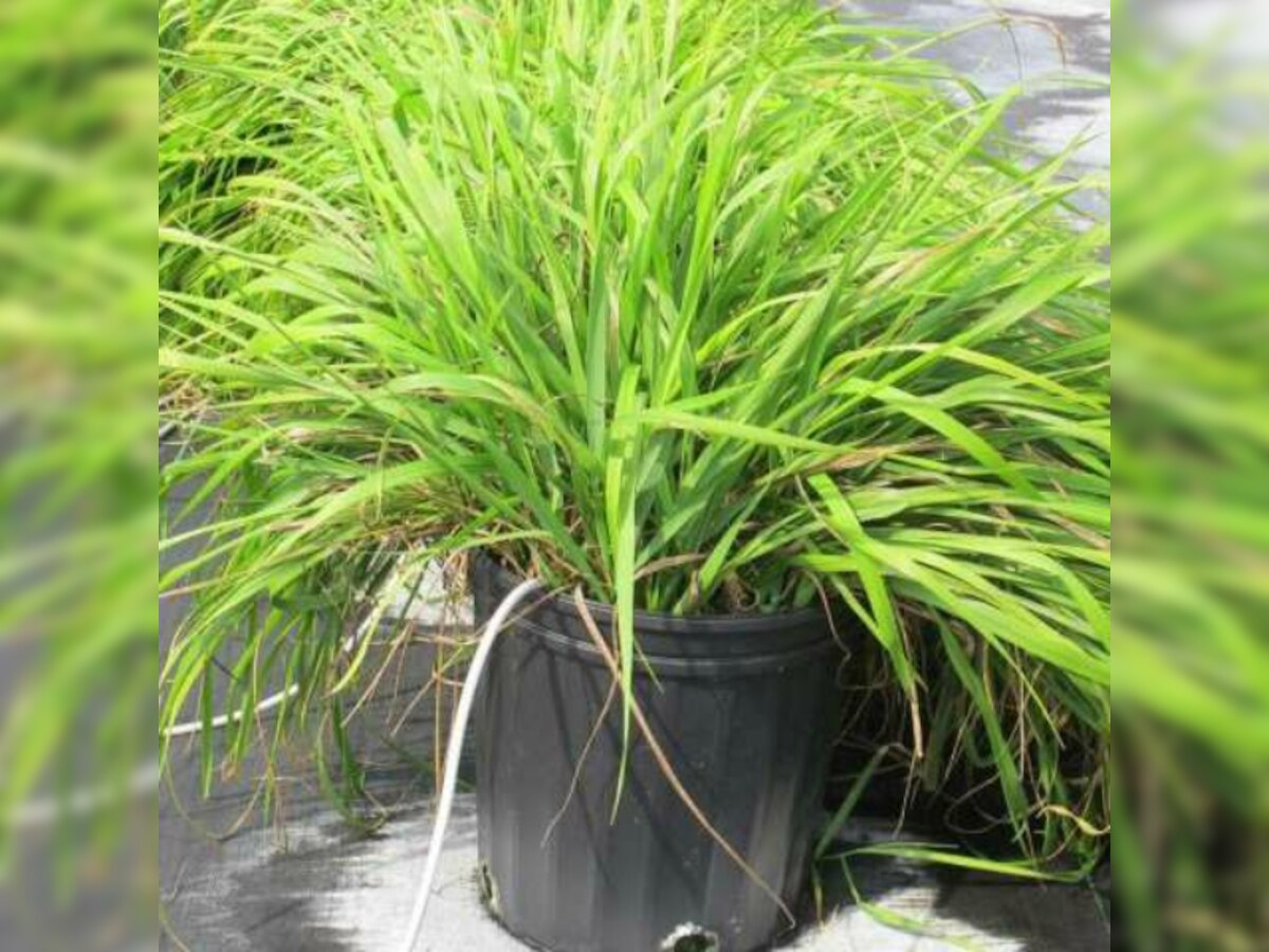 Researchers identify compounds in sweetgrass to keep mosquitoes away