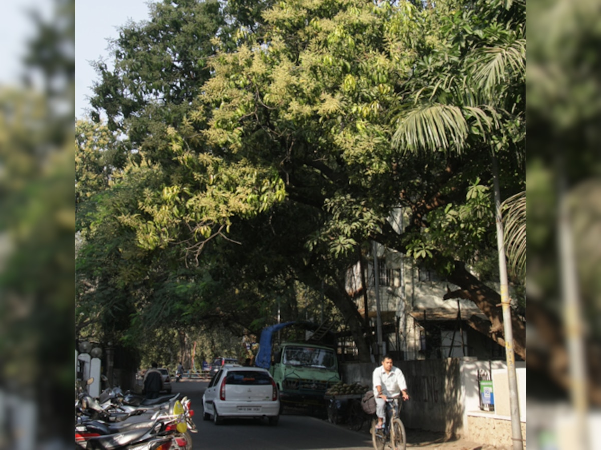 Over 2 million trees in Mumbai, green cover has grown: BMC's tree census