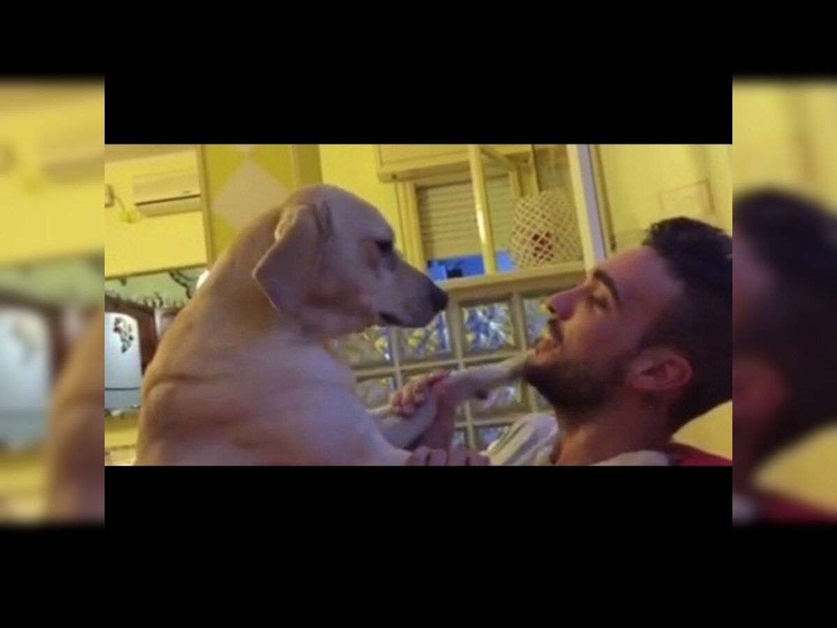 Viral Video: This dog's attempts to be forgiven is the best thing you ...