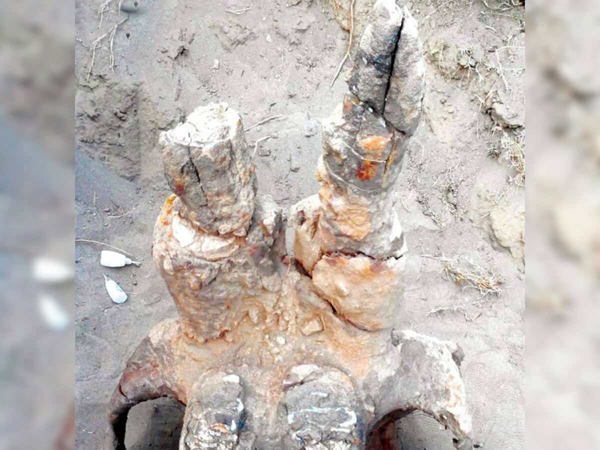 11 lakh year-old skull of female elephant found in Pakistan