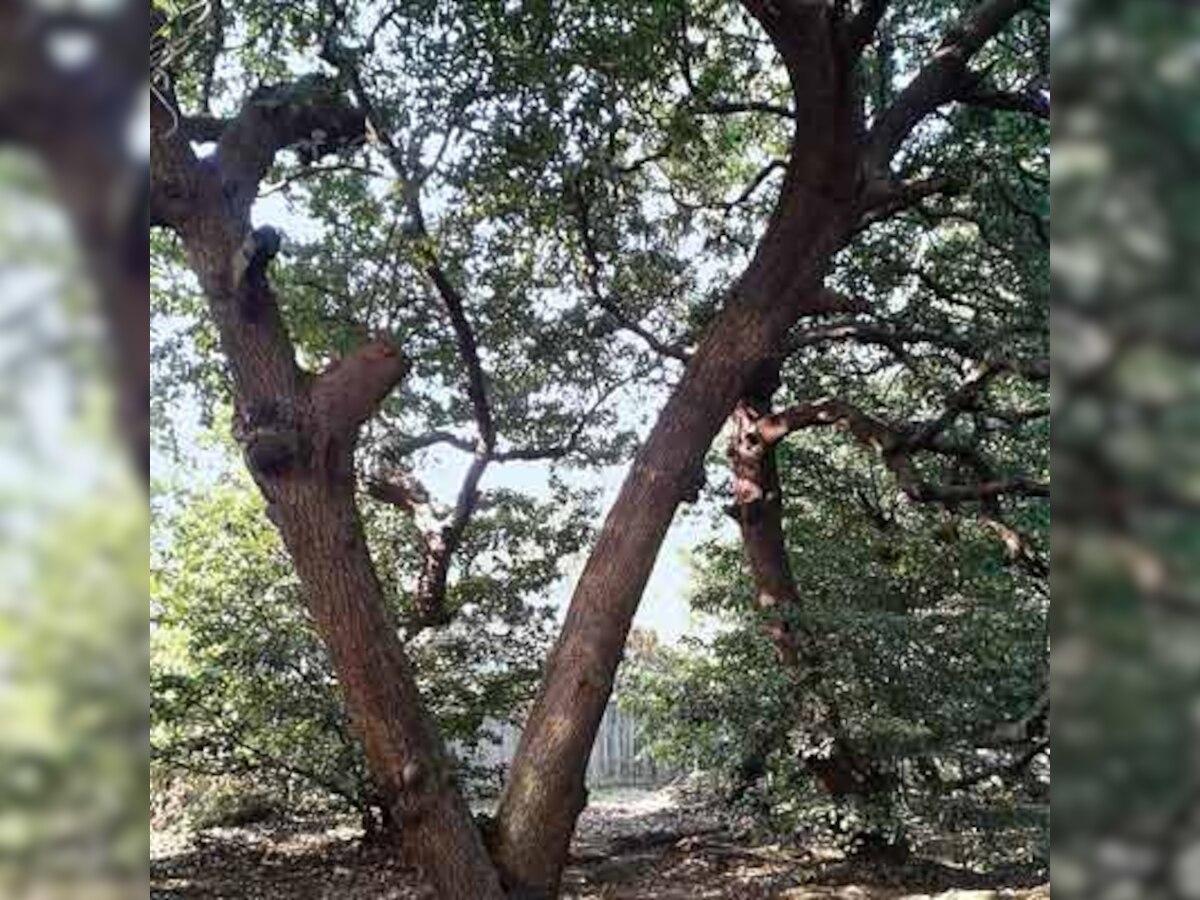 Trees celebrate birth and commorate deaths in this Rajasthan district