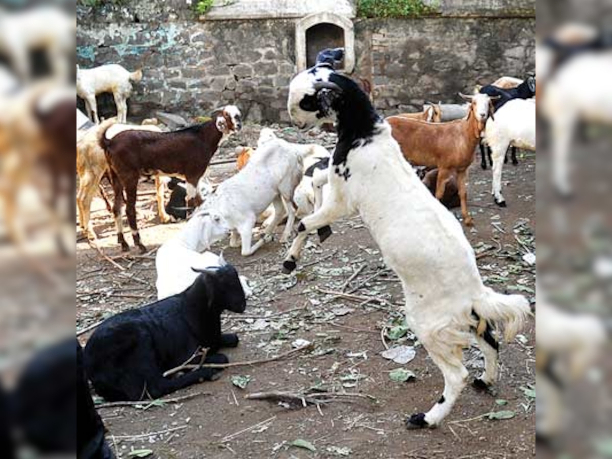 Jain sadhus appeal community members to hold fast on Bakrid
