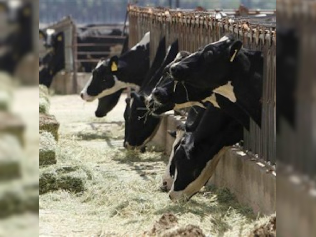 Beef ban: Govt to set up labs at ports to check illegal cow meat export