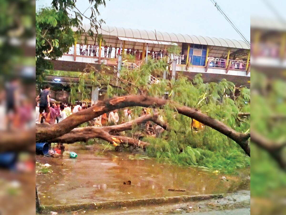 Mumbai: Six hurt after tree falls in Ulhasnagar