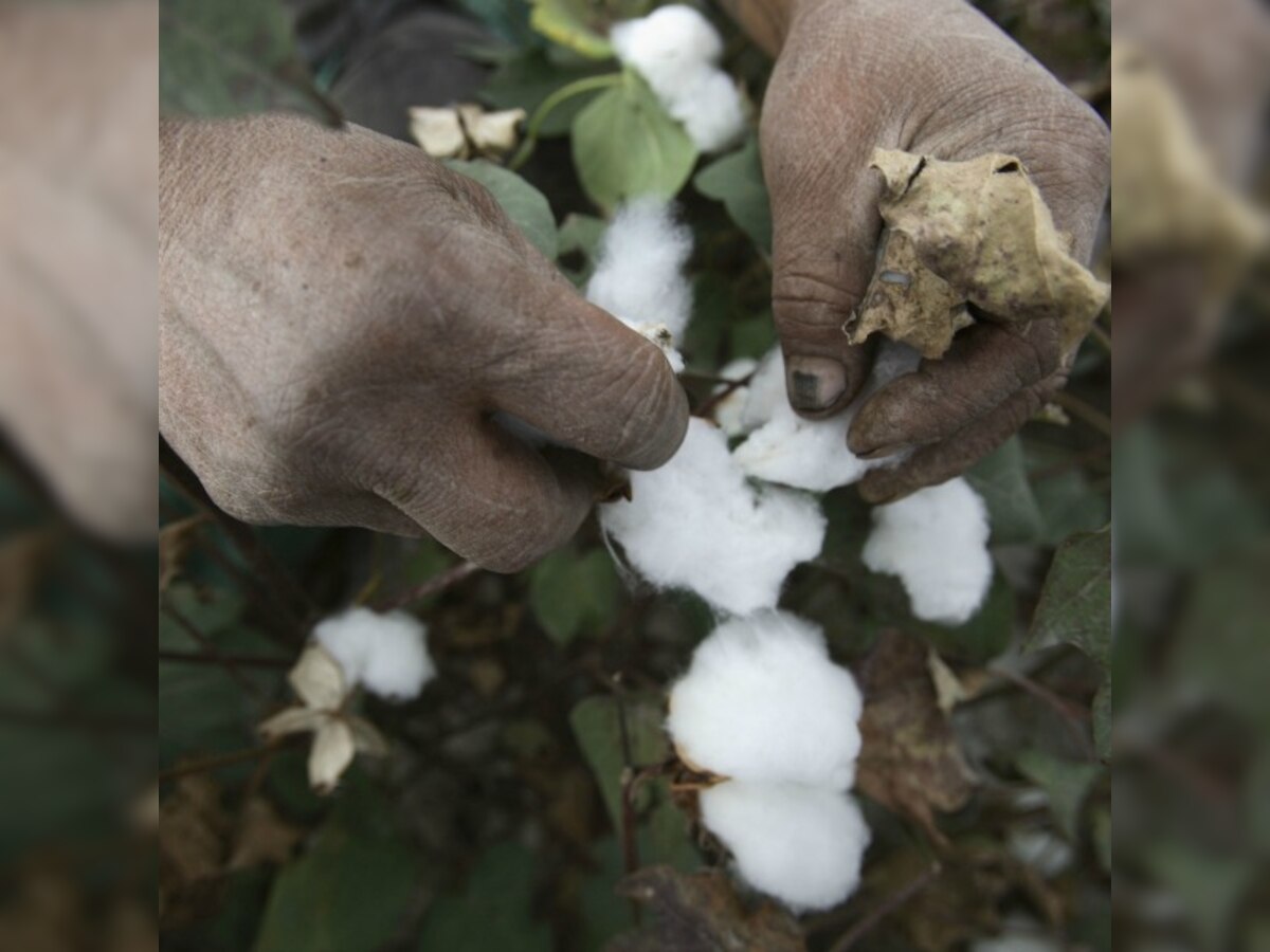 India's GM cotton crop faces pest attack, farmers in disarray