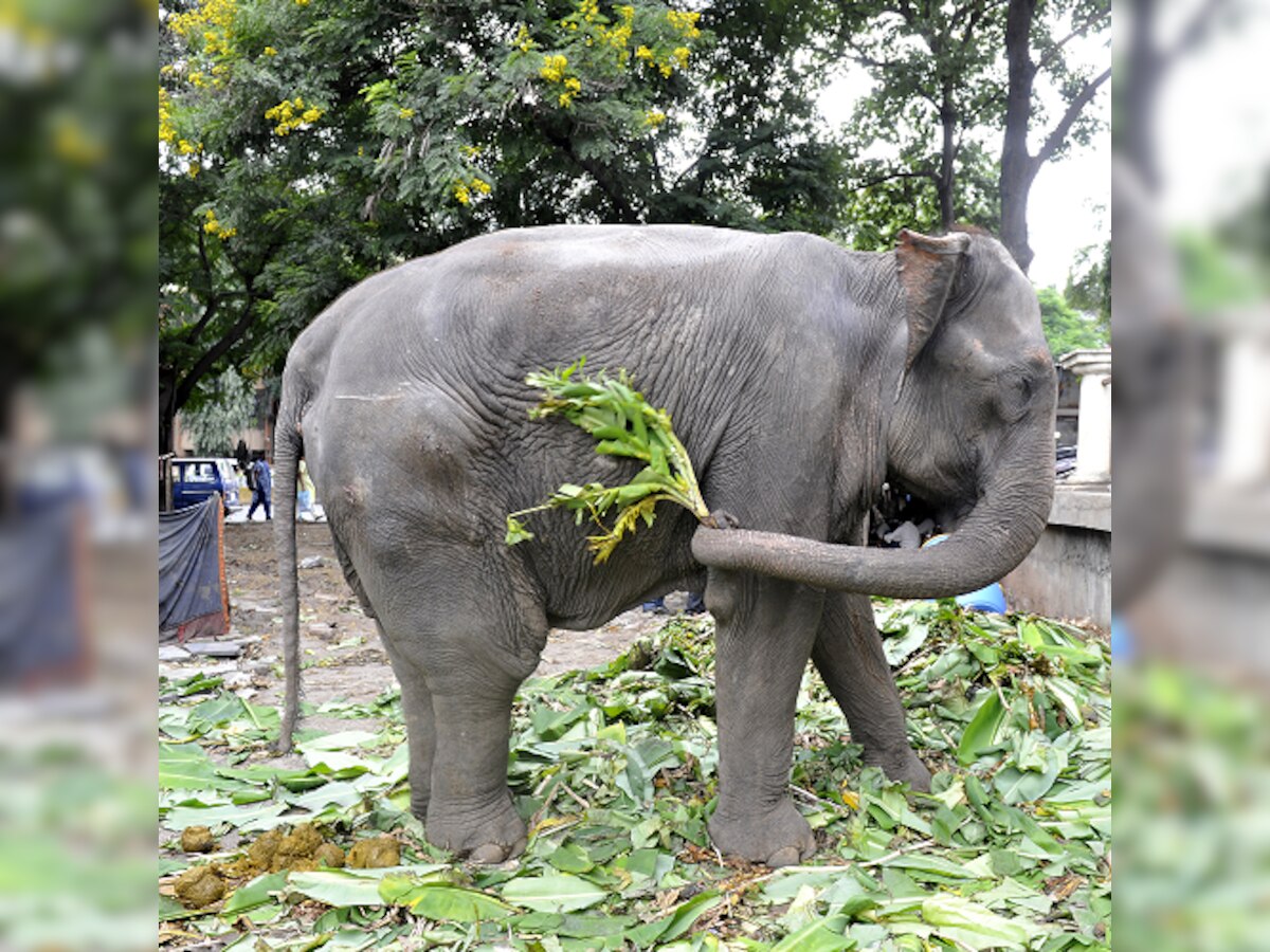 Mysuru: Has the Wadiyar family curse also hit elephants in the Royal ...