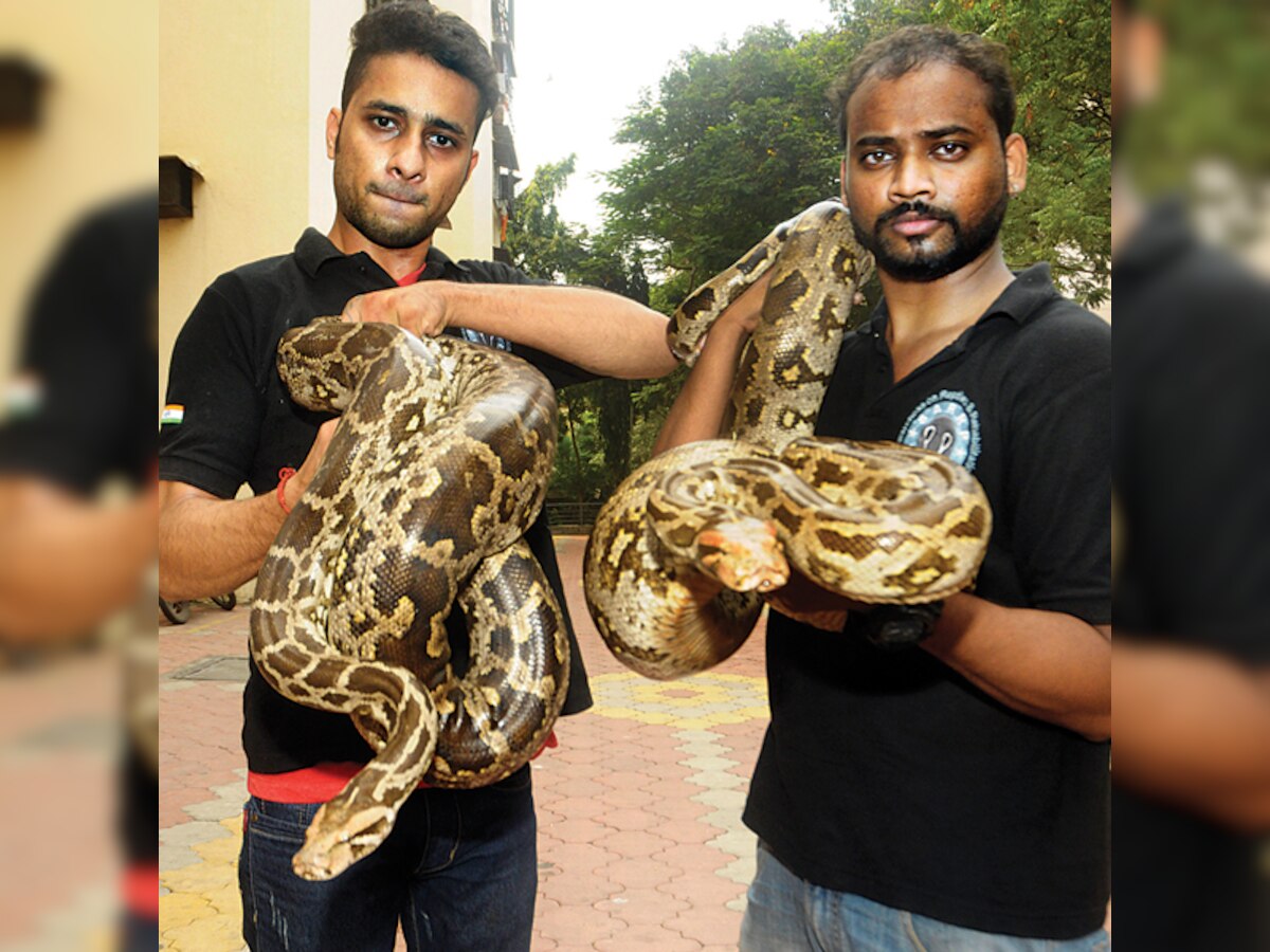 Naturalists rescue two pythons in Dahisar
