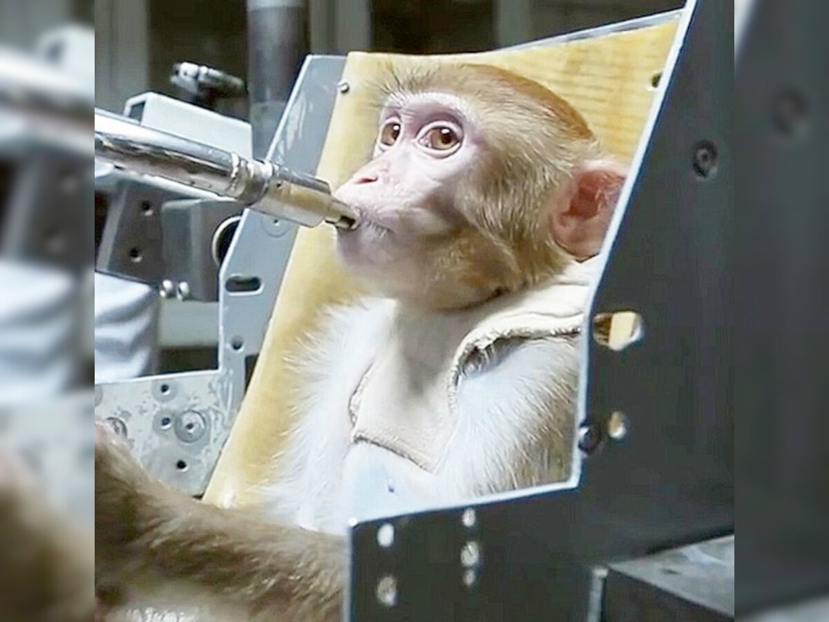 Russia training monkeys to land on Mars