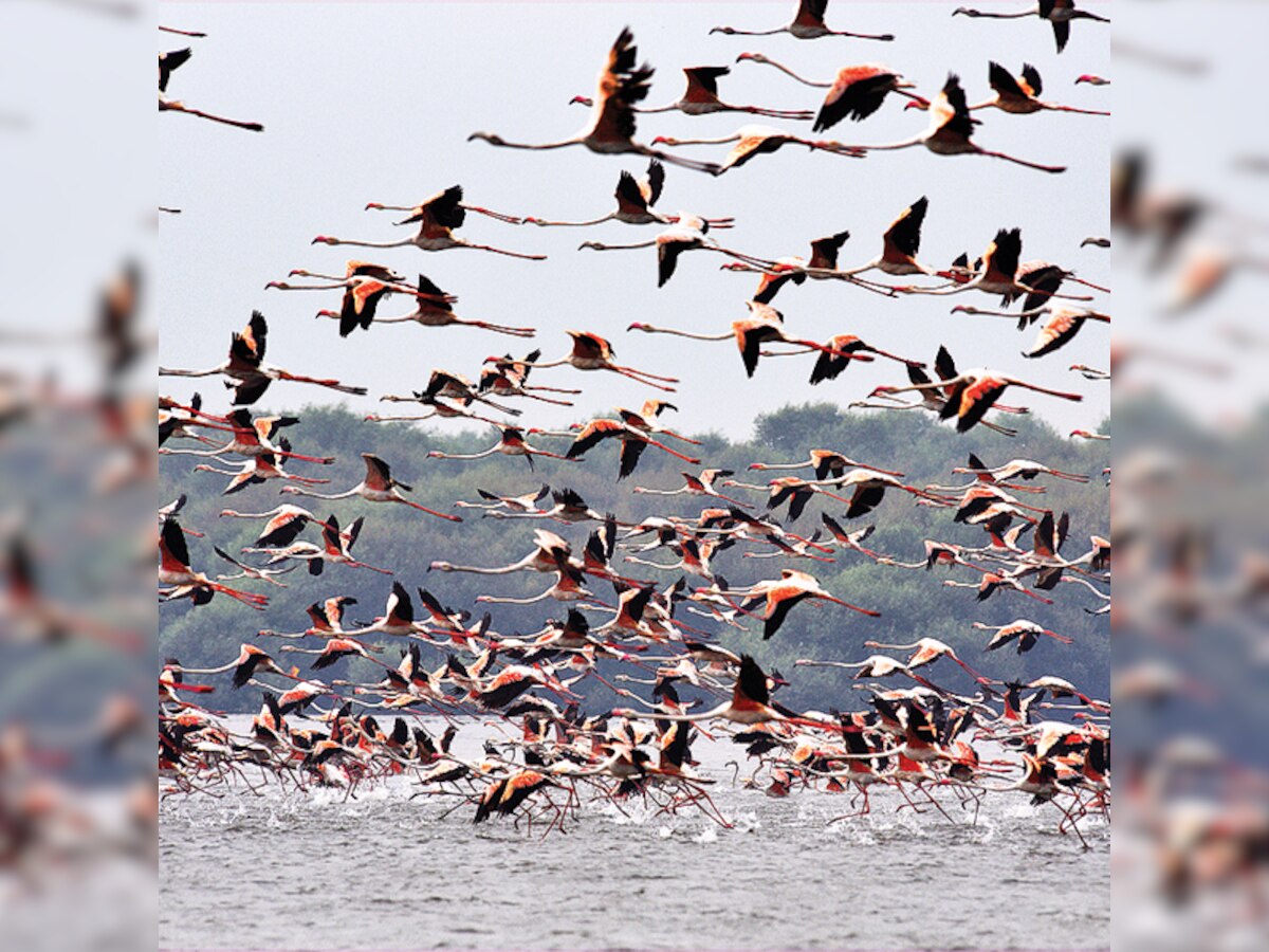 Researchers discover a protein that gives birds a "Biological Compass"