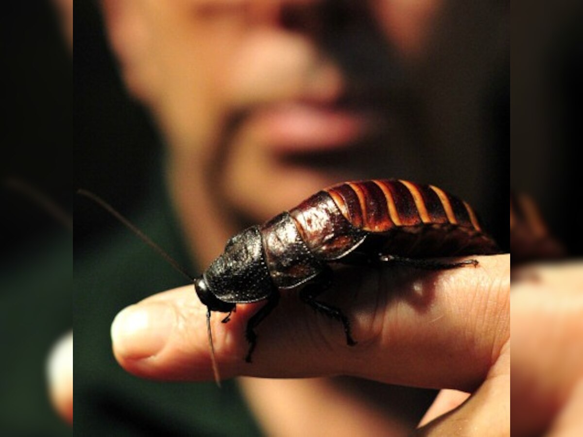 Now control cyborg cockroaches with a smartphone